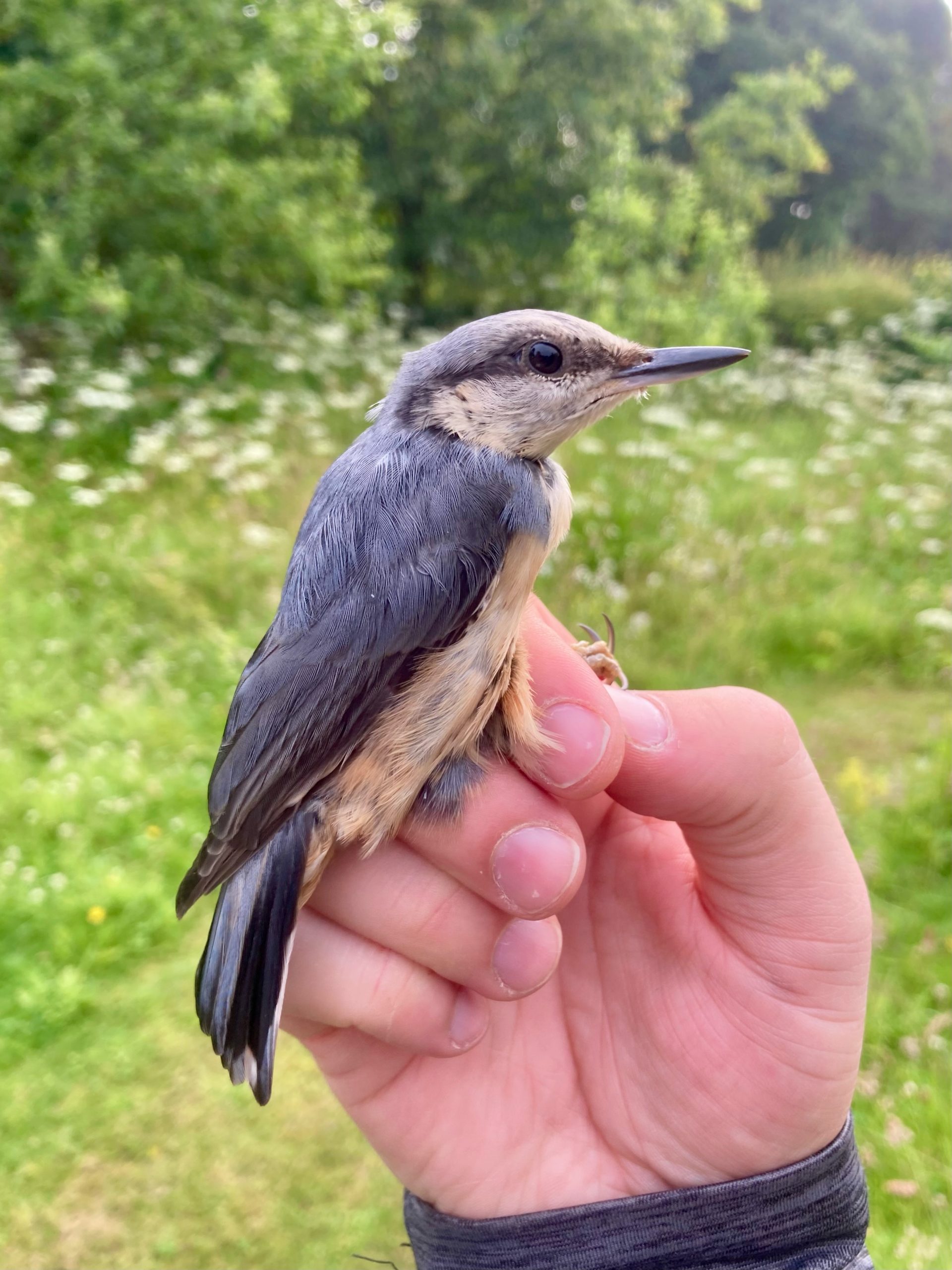 Close encounters with birds: our best start to the day – Fay Young